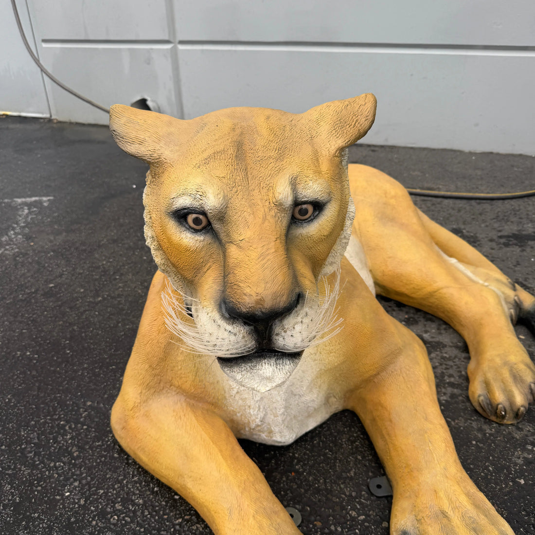 Lioness Laying Life Size Statue Prop Wild Zoo Animals| LM Treasures