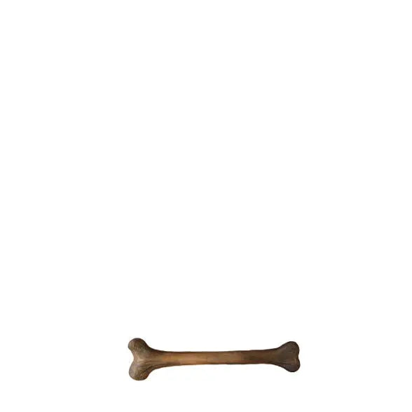 Small Dinosaur Bone Jurassic Skeleton Fossil Life Size Statue| LM Treasures