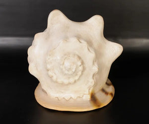 Helmet Shell Life Size Statue | LM Treasures